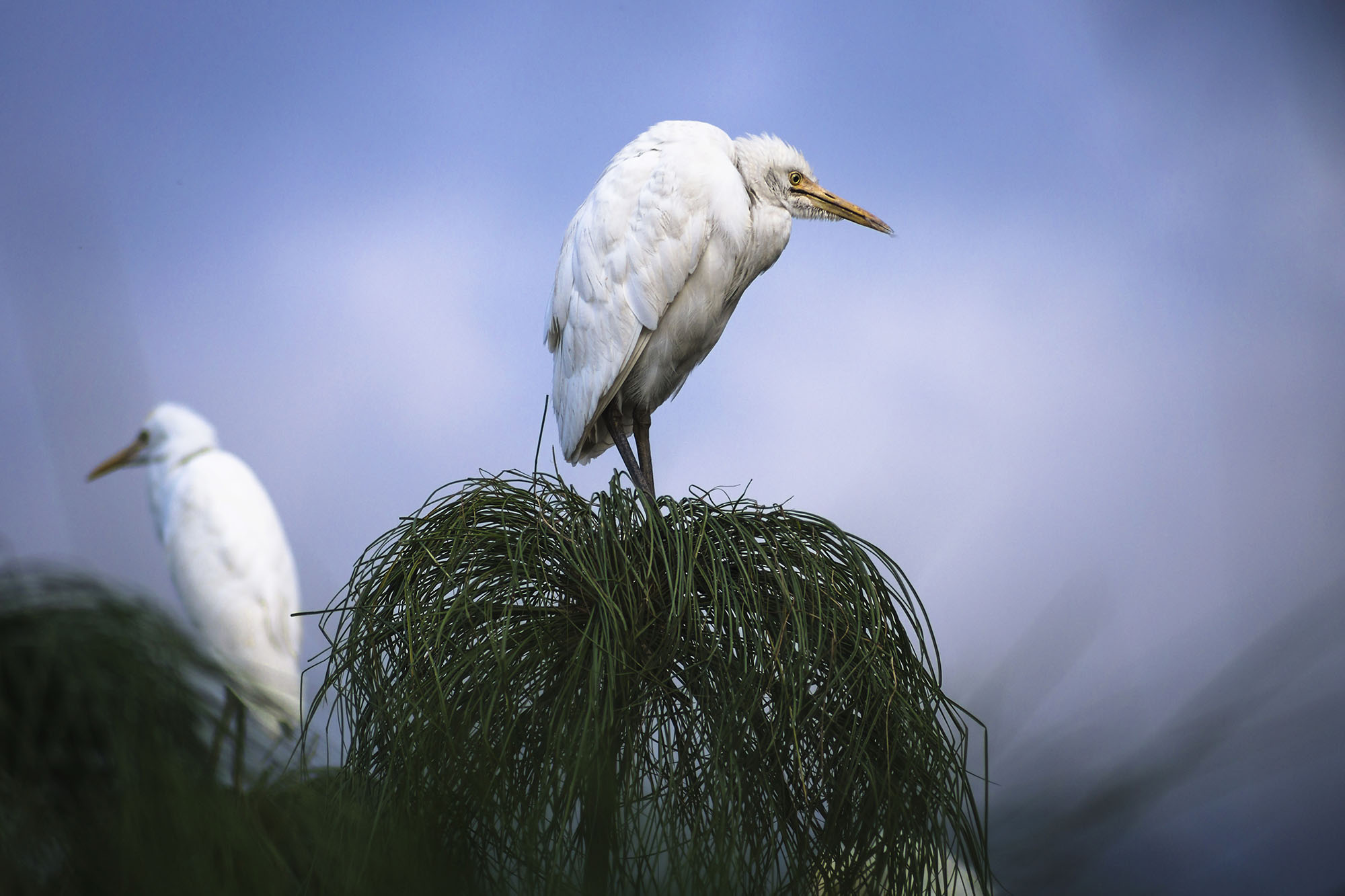 Photo Portfolio - Animals of the world - Loes Kieboom